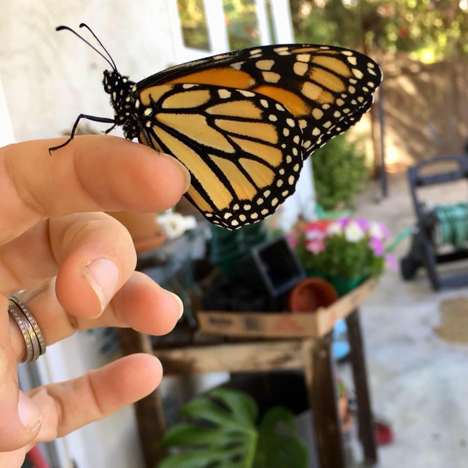First, Do No Harm: Go Native to Support the Monarch Population – spears ...